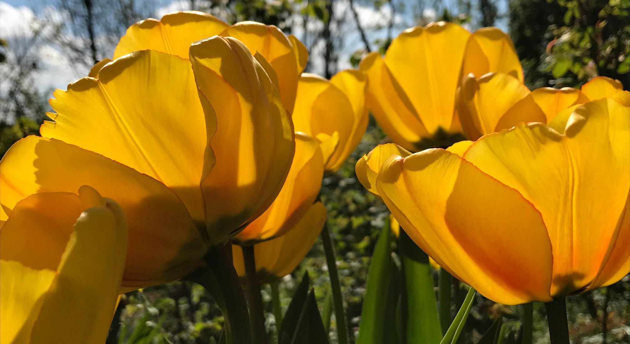 Moodle ESFL: Alle Kurse